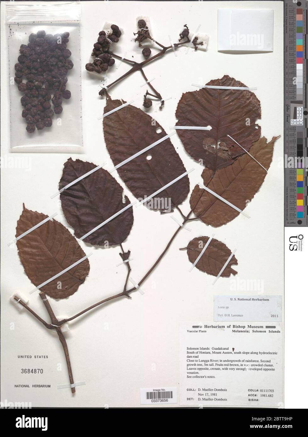 Leea hi-res stock photography and images - Alamy