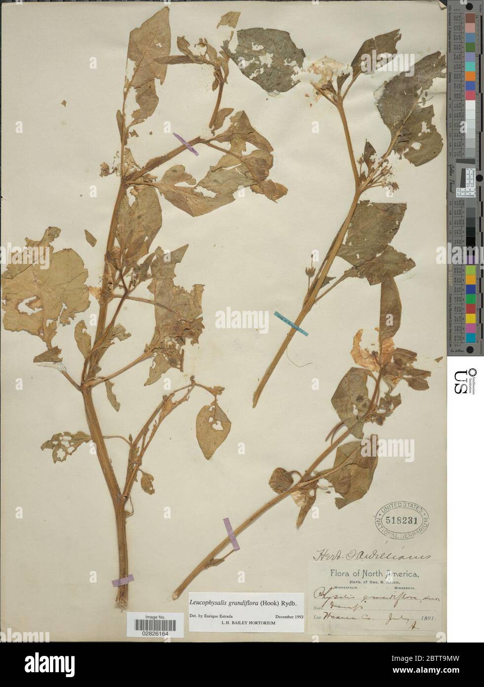 Leucophysalis grandiflora Hook Rydb Stock Photo - Alamy