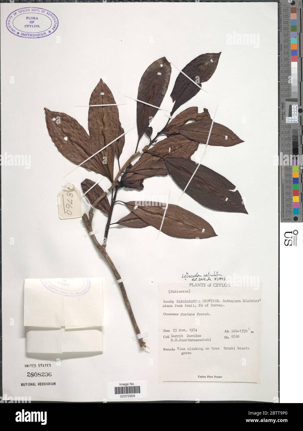 Leucocodon reticulatum Gardner Stock Photo - Alamy