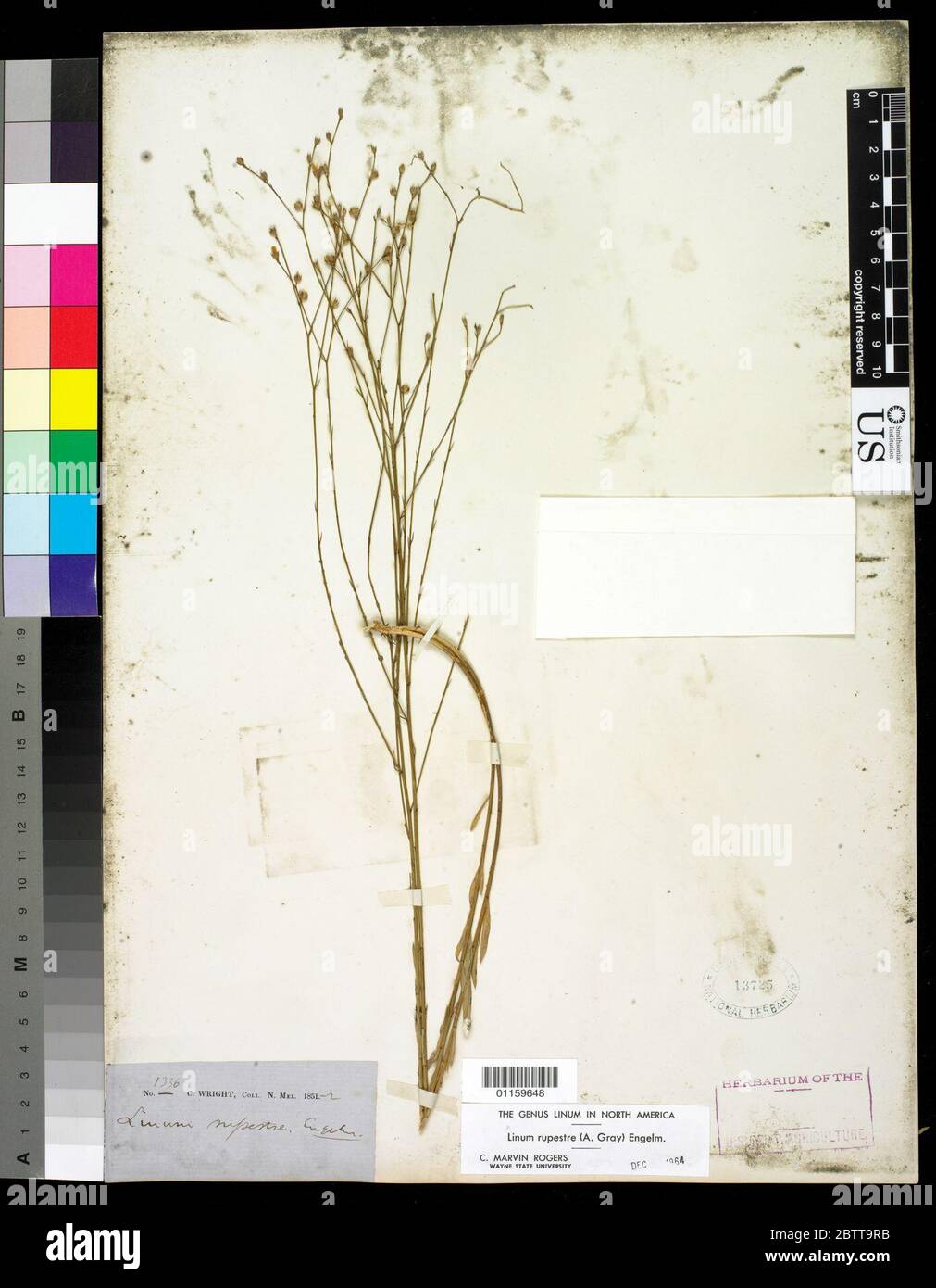 Linum rupestre Engelm Stock Photo - Alamy