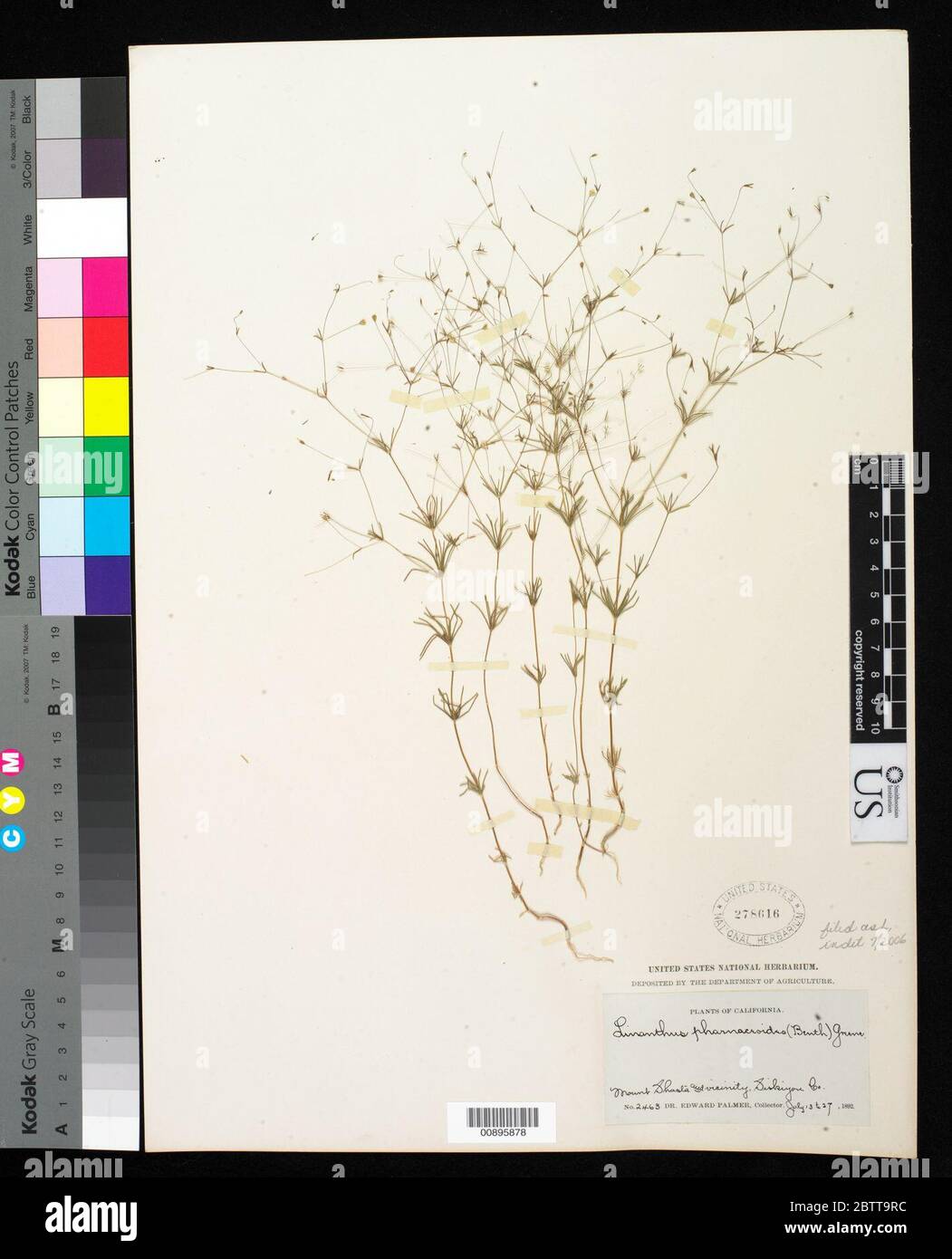 Linanthus hi-res stock photography and images - Alamy