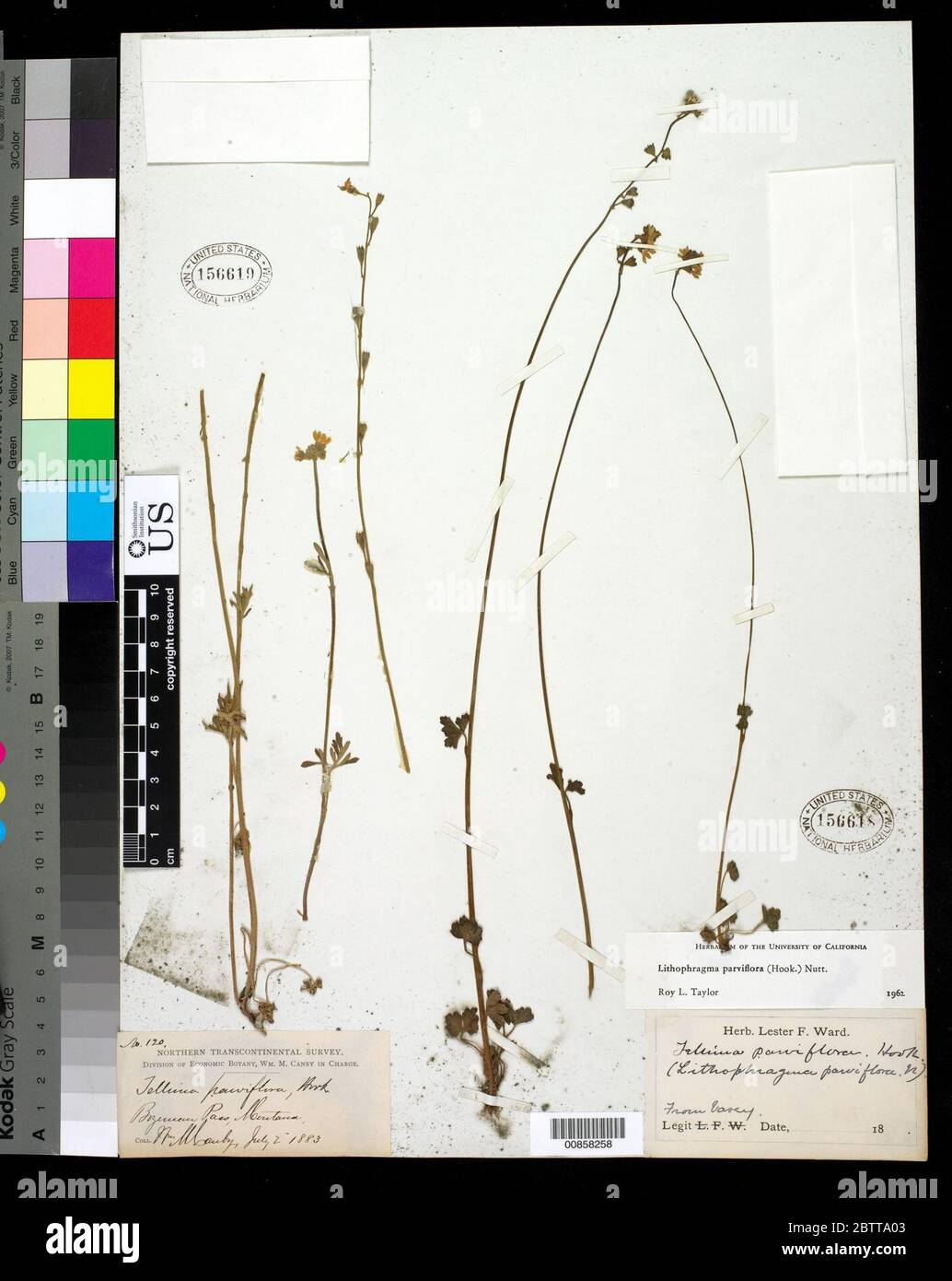 Lithophragma parviflora Hook Nutt Stock Photo - Alamy