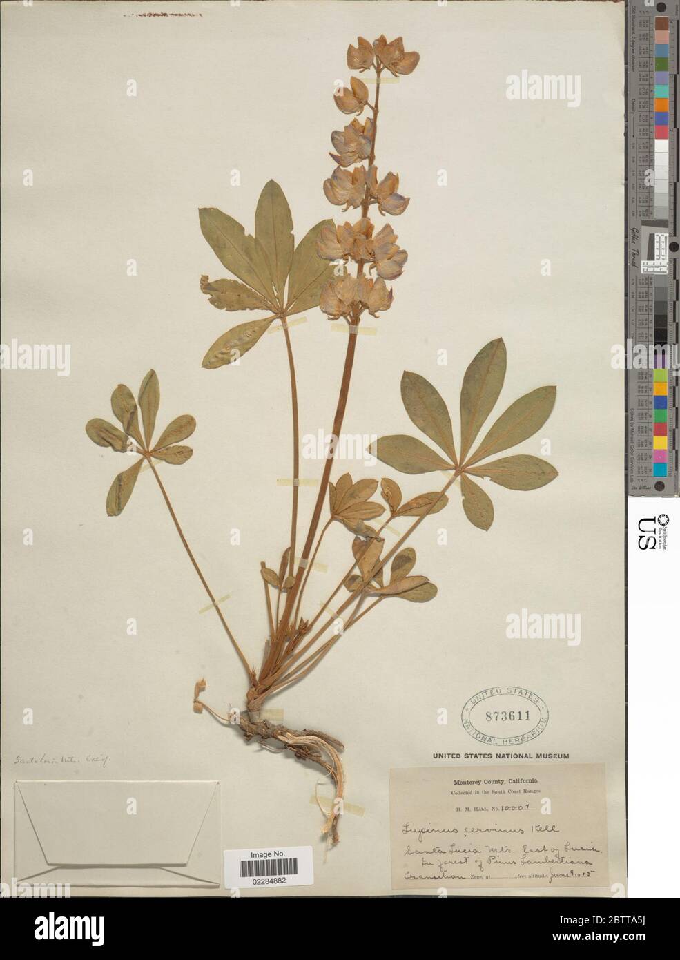 Lupinus cervinus Kellogg Stock Photo - Alamy