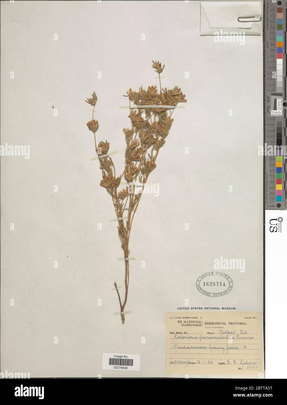 Lotononis transvaalensis Dmmer Stock Photo - Alamy