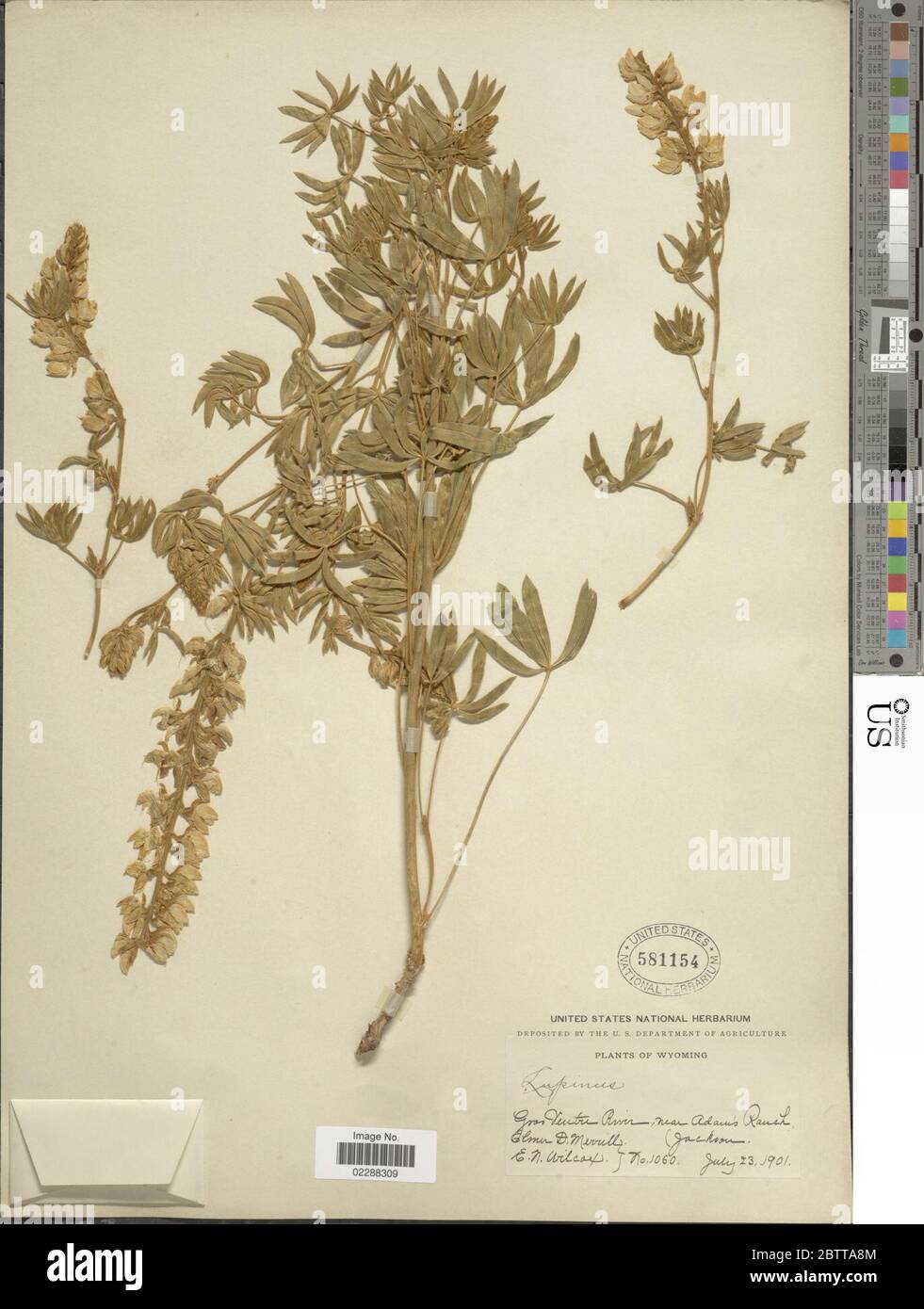 Lupines lupinus sp hi-res stock photography and images - Alamy