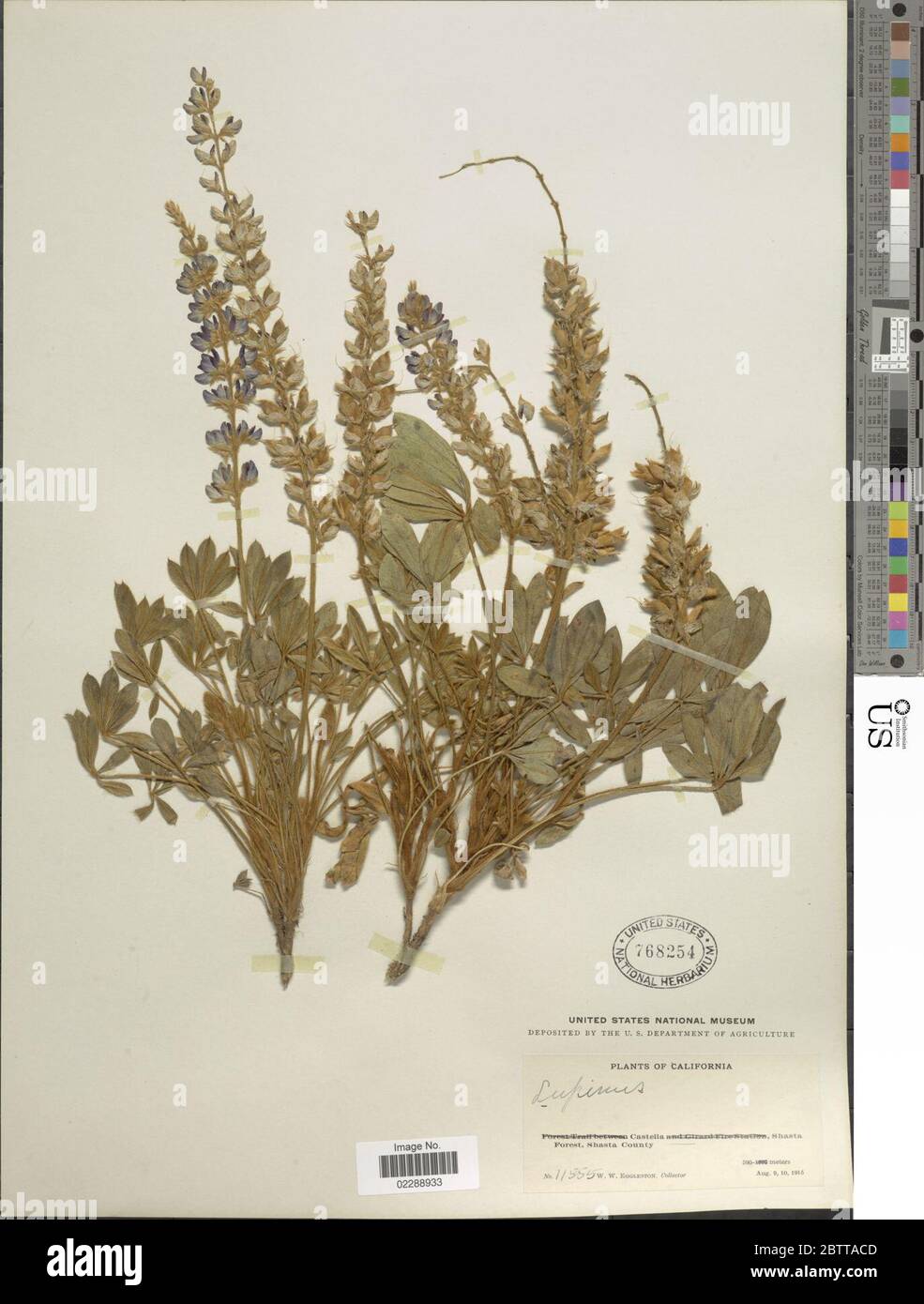 Lupinus plants hi-res stock photography and images - Alamy