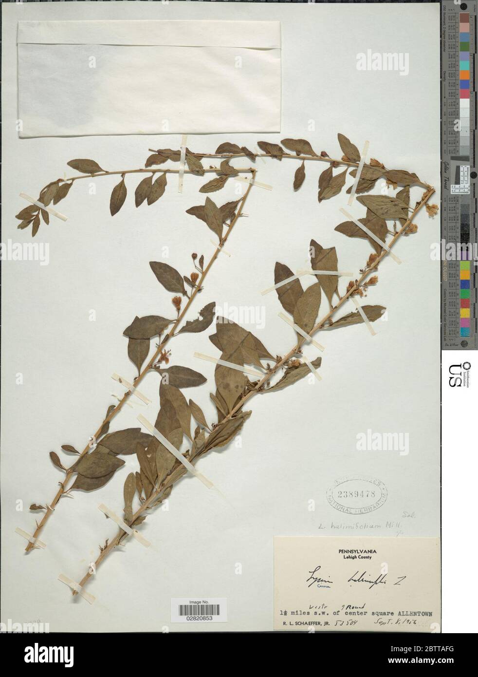Lycium barbarum L Stock Photo - Alamy