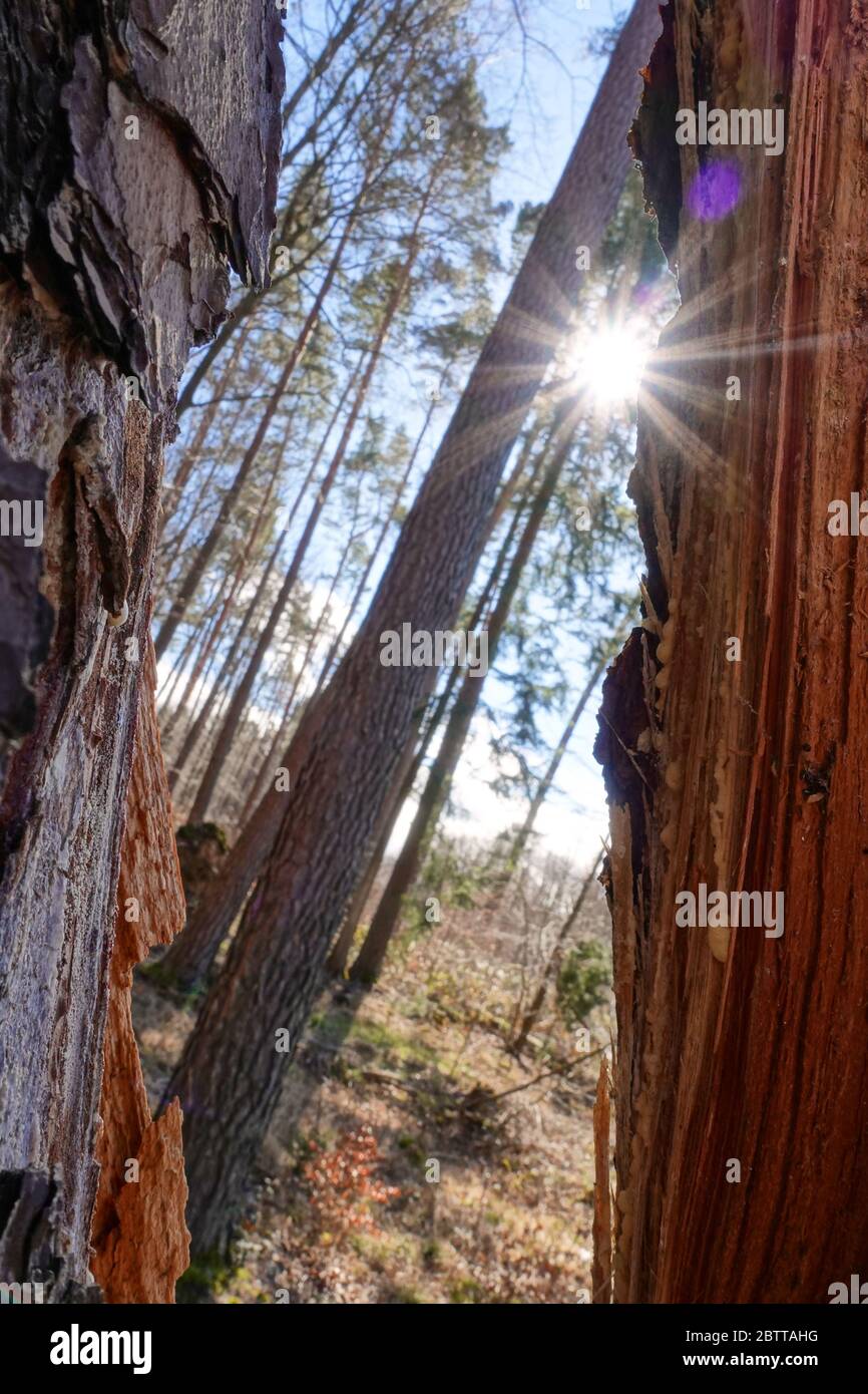 View through broken tree towards the sun Stock Photo - Alamy