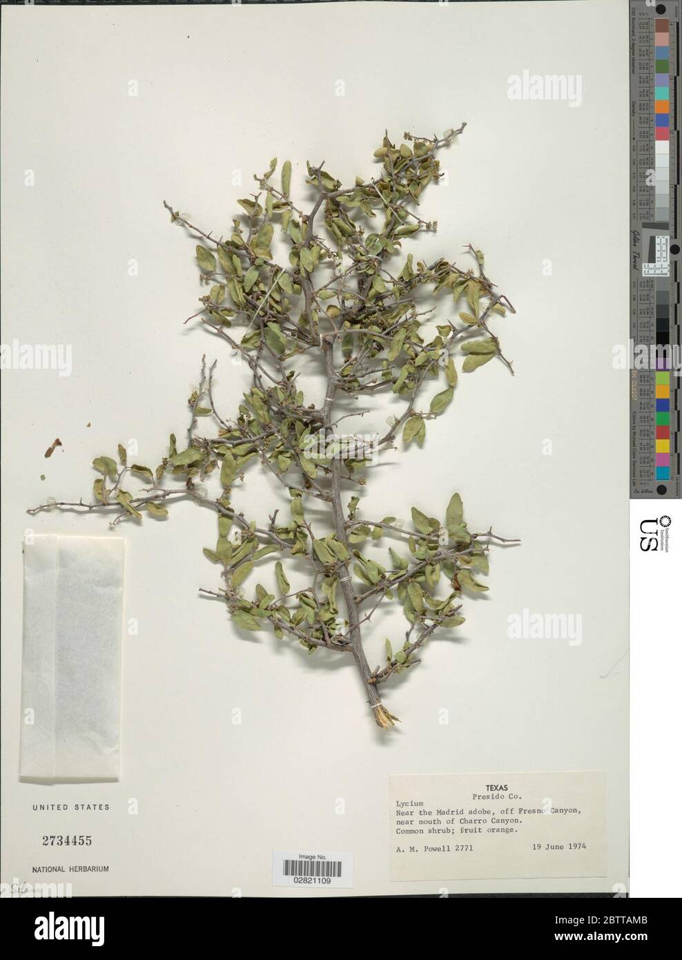 Lycium sp hi-res stock photography and images - Alamy