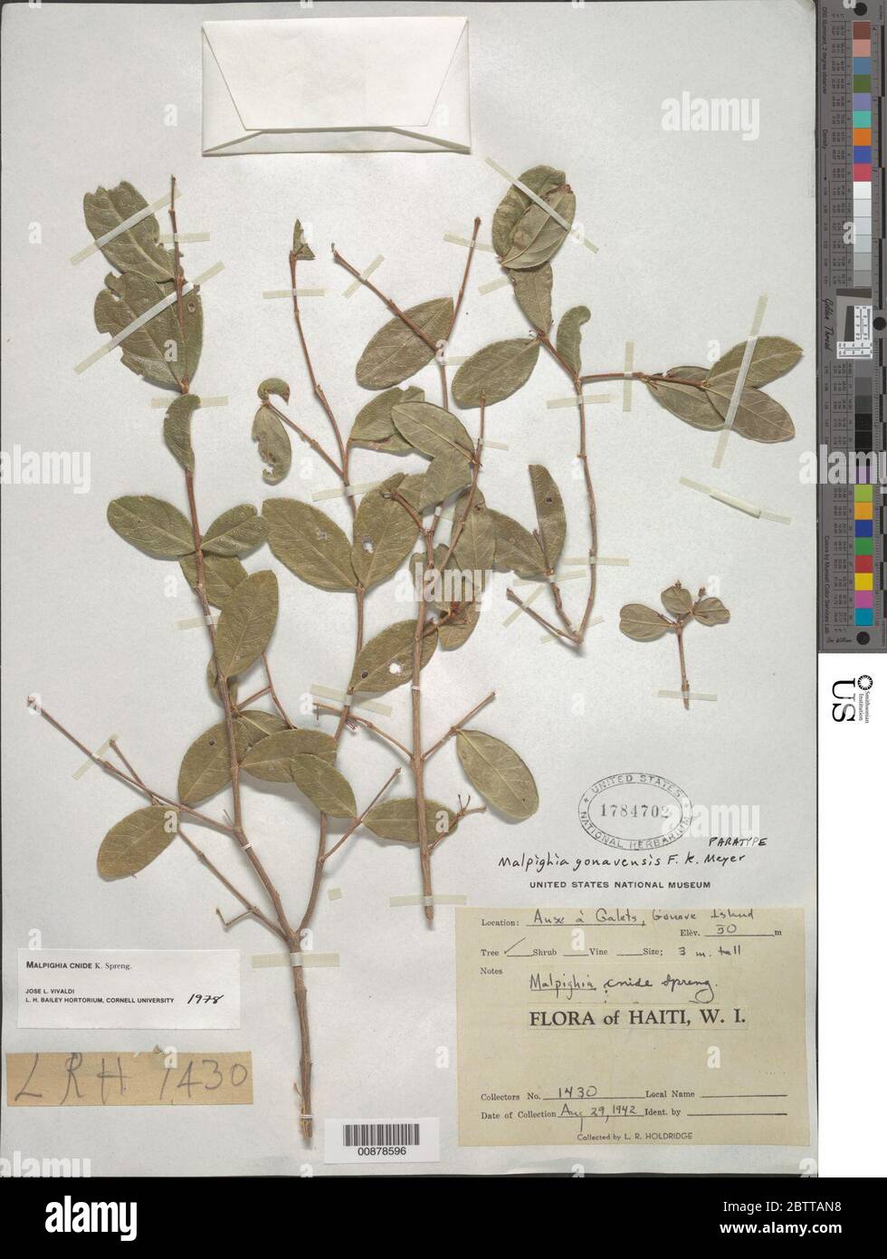 Cnide hi-res stock photography and images - Alamy