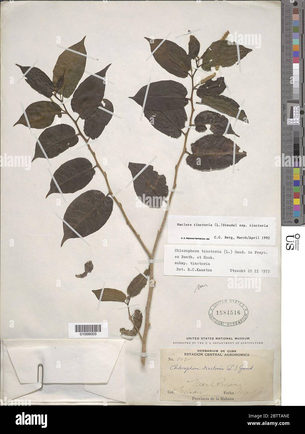 Maclura tinctoria subsp tinctoria L D Don ex Steud Stock Photo - Alamy