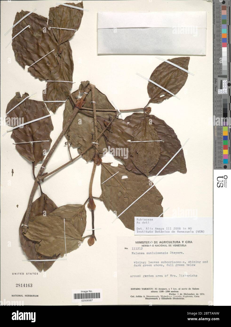 Malanea sanluisensis Steyerm Stock Photo - Alamy