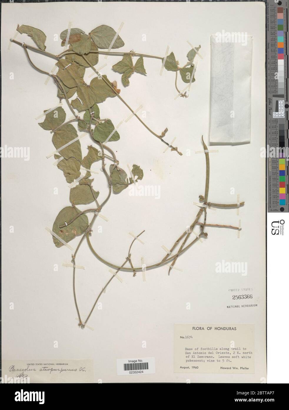 Macroptilium atropurpureum Moc Sess ex DC Urb Stock Photo - Alamy