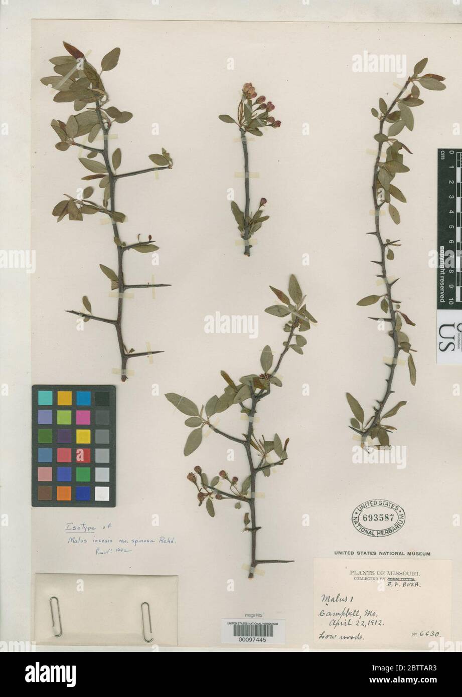 Ioensis hi-res stock photography and images - Alamy