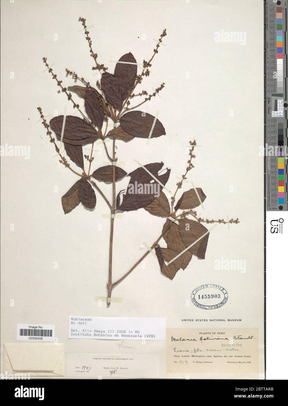 Malanea boliviana Standl Stock Photo - Alamy