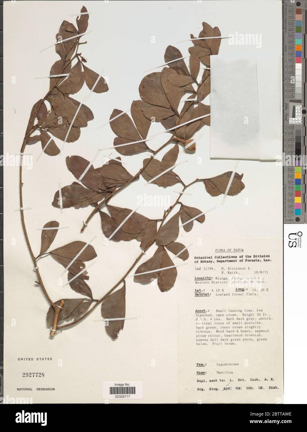 Maniltoa hi-res stock photography and images - Alamy