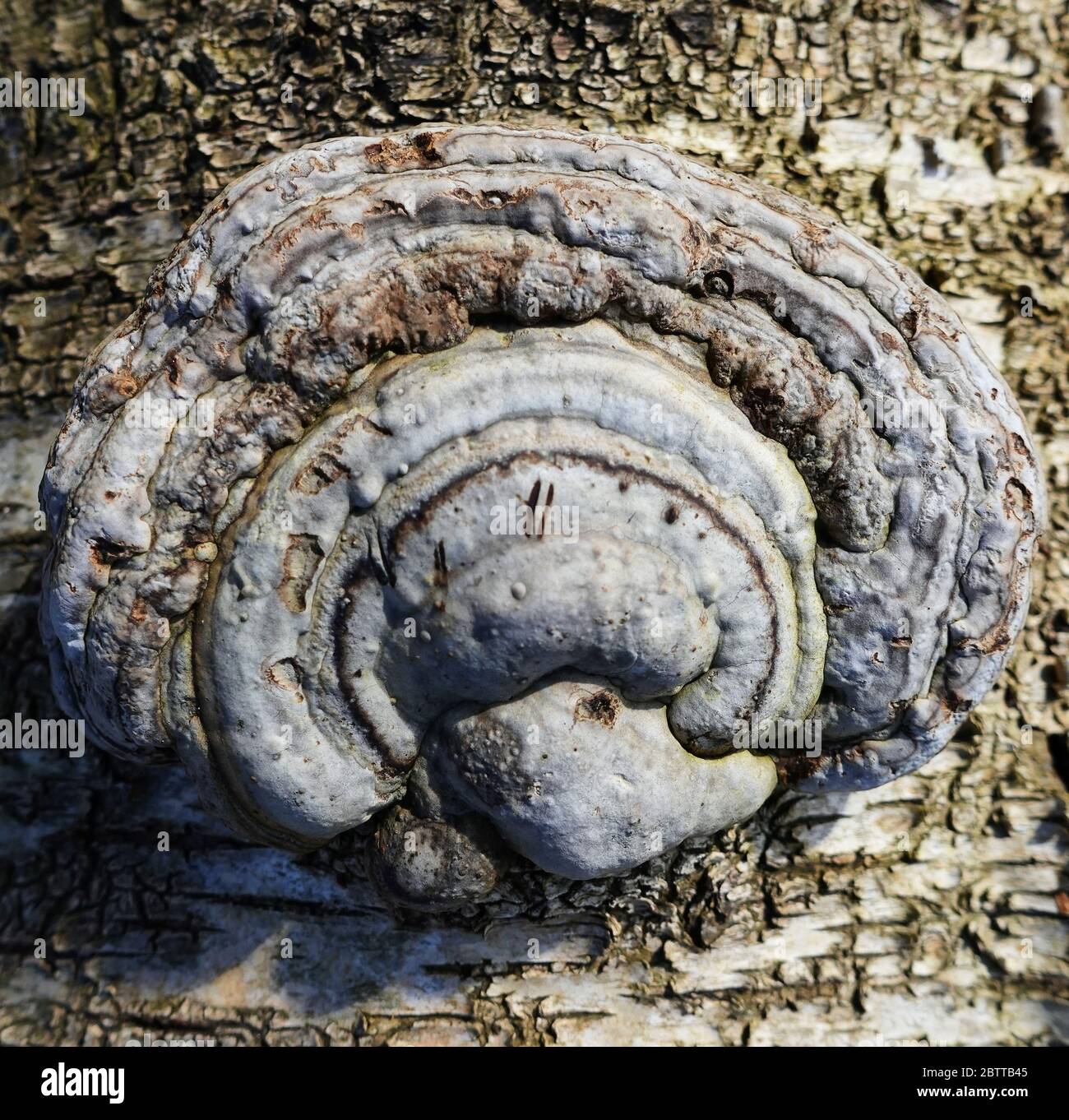 Sore tree hi-res stock photography and images - Alamy