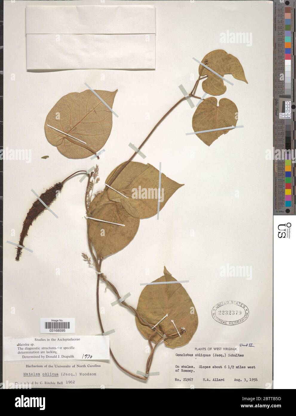 Matelea hi-res stock photography and images - Alamy