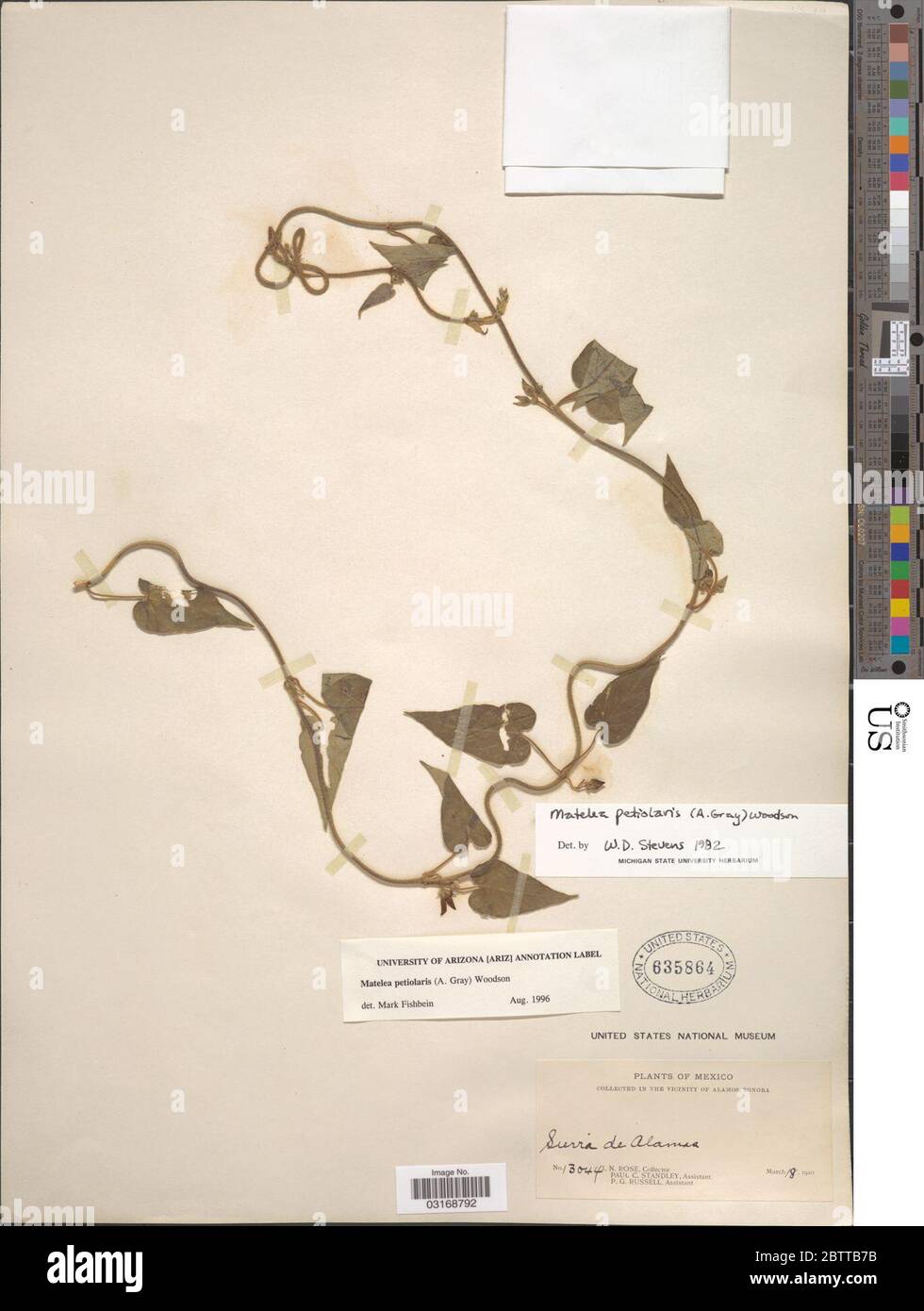 Matelea hi-res stock photography and images - Alamy