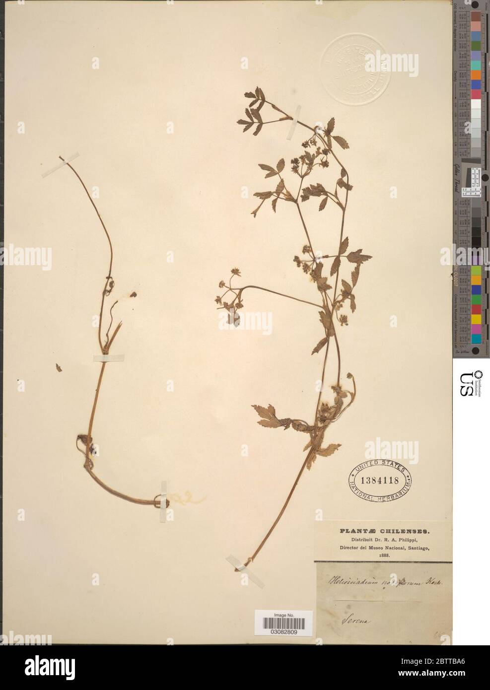 Apium sp hi-res stock photography and images - Alamy