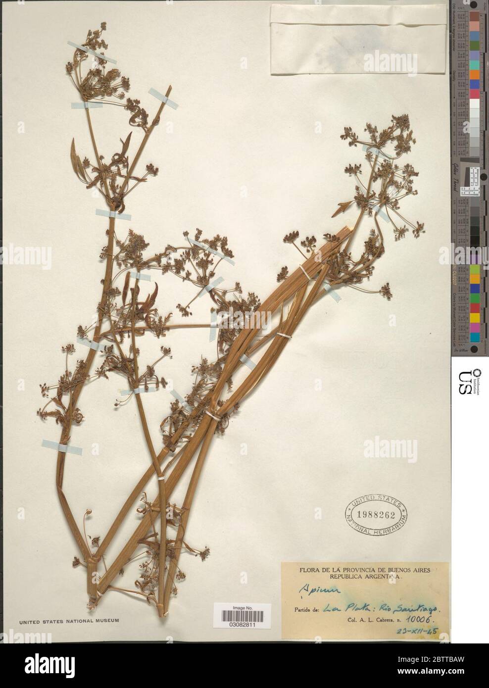 Apium sp hi-res stock photography and images - Alamy