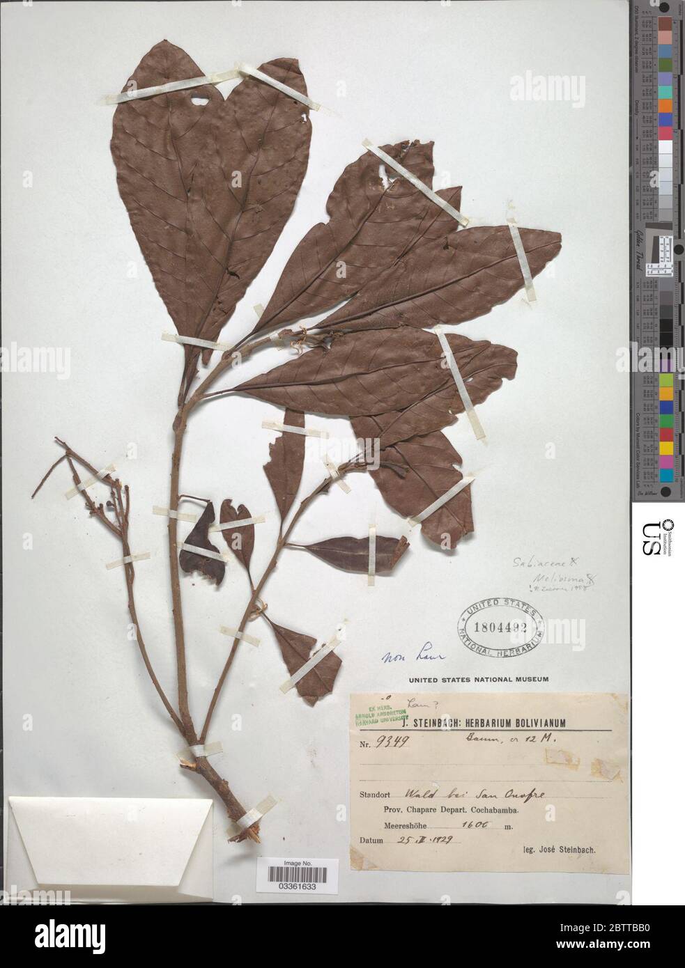 Meliosma hi-res stock photography and images - Alamy