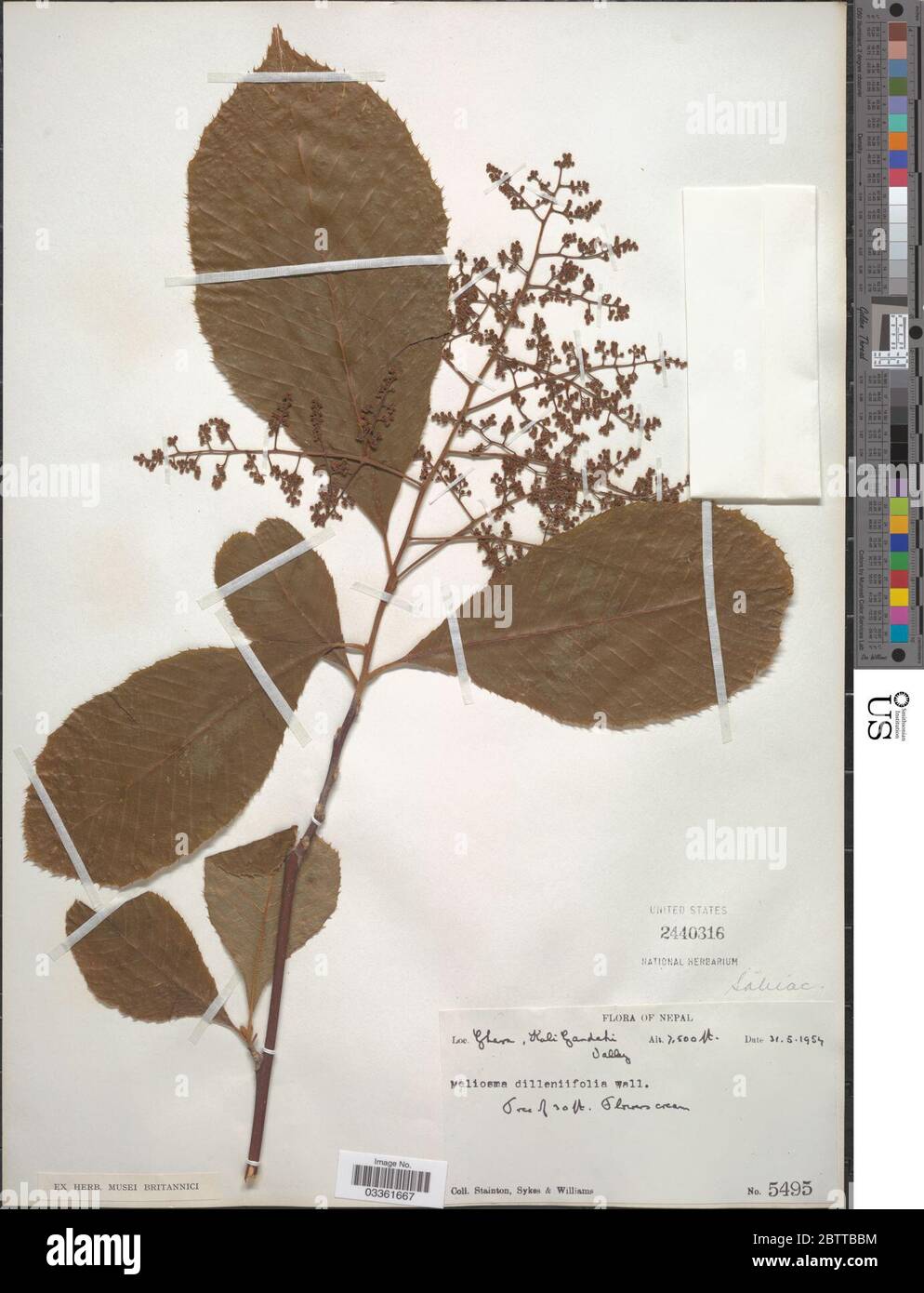 Meliosma dilleniifolia hi-res stock photography and images - Alamy