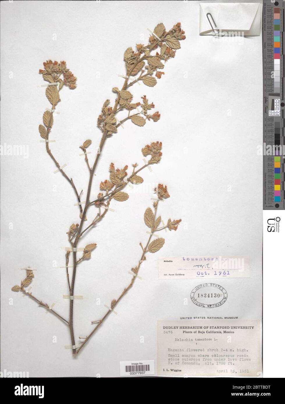 Melochia tomentosa L Stock Photo - Alamy