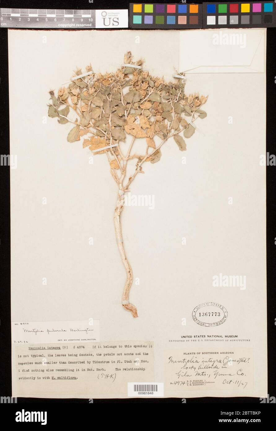 Puberula hi-res stock photography and images - Alamy