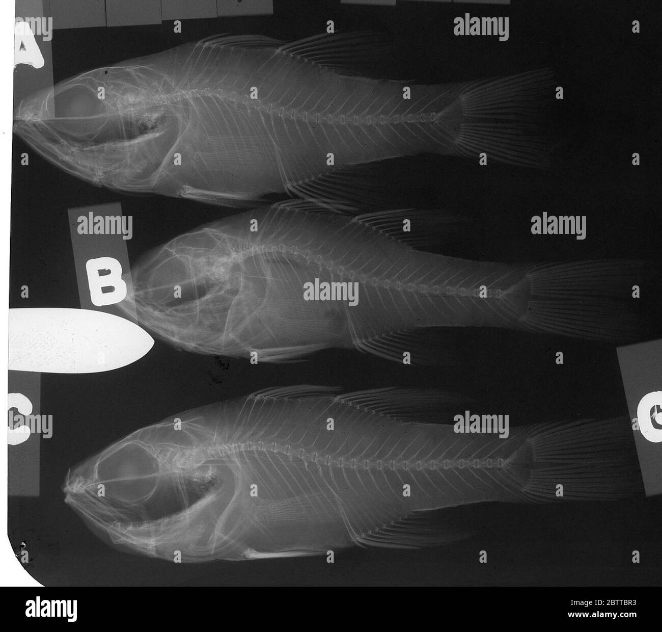 Coral reefs tropical pacific Black and White Stock Photos & Images - Alamy