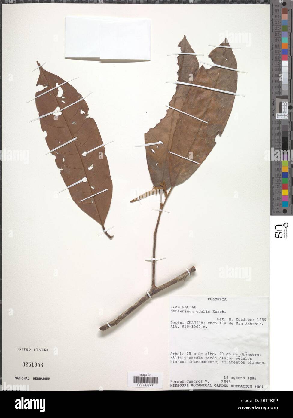 H edulis hi-res stock photography and images - Alamy