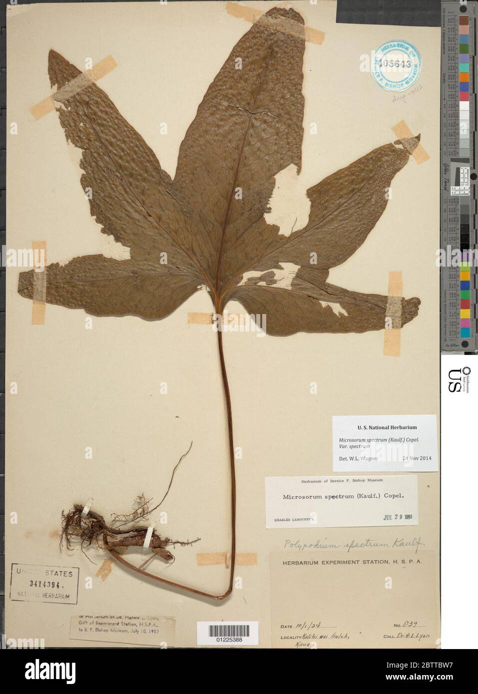 Microsorum spectrum Kaulf Copel Stock Photo - Alamy