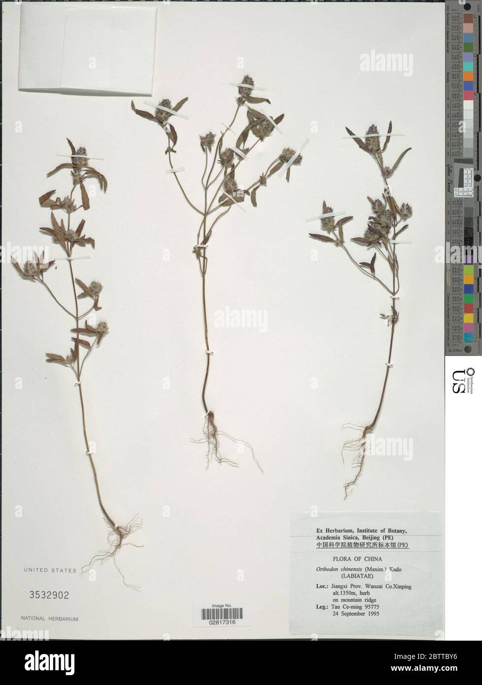 Mosla chinensis Maxim Stock Photo - Alamy