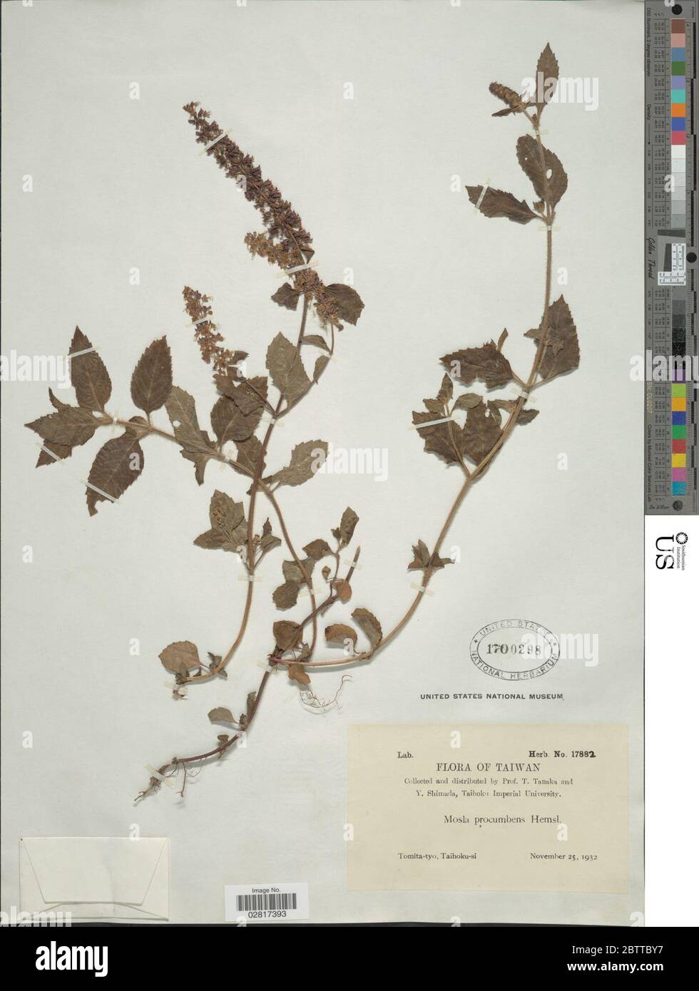 Mosla hi-res stock photography and images - Alamy