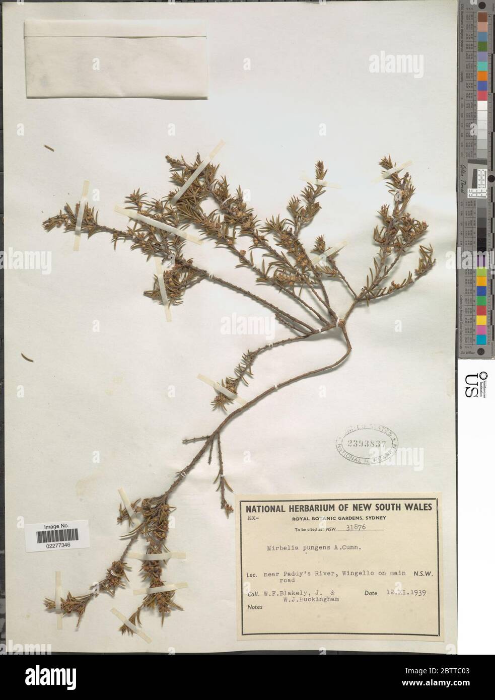 Mirbelia High Resolution Stock Photography and Images - Alamy