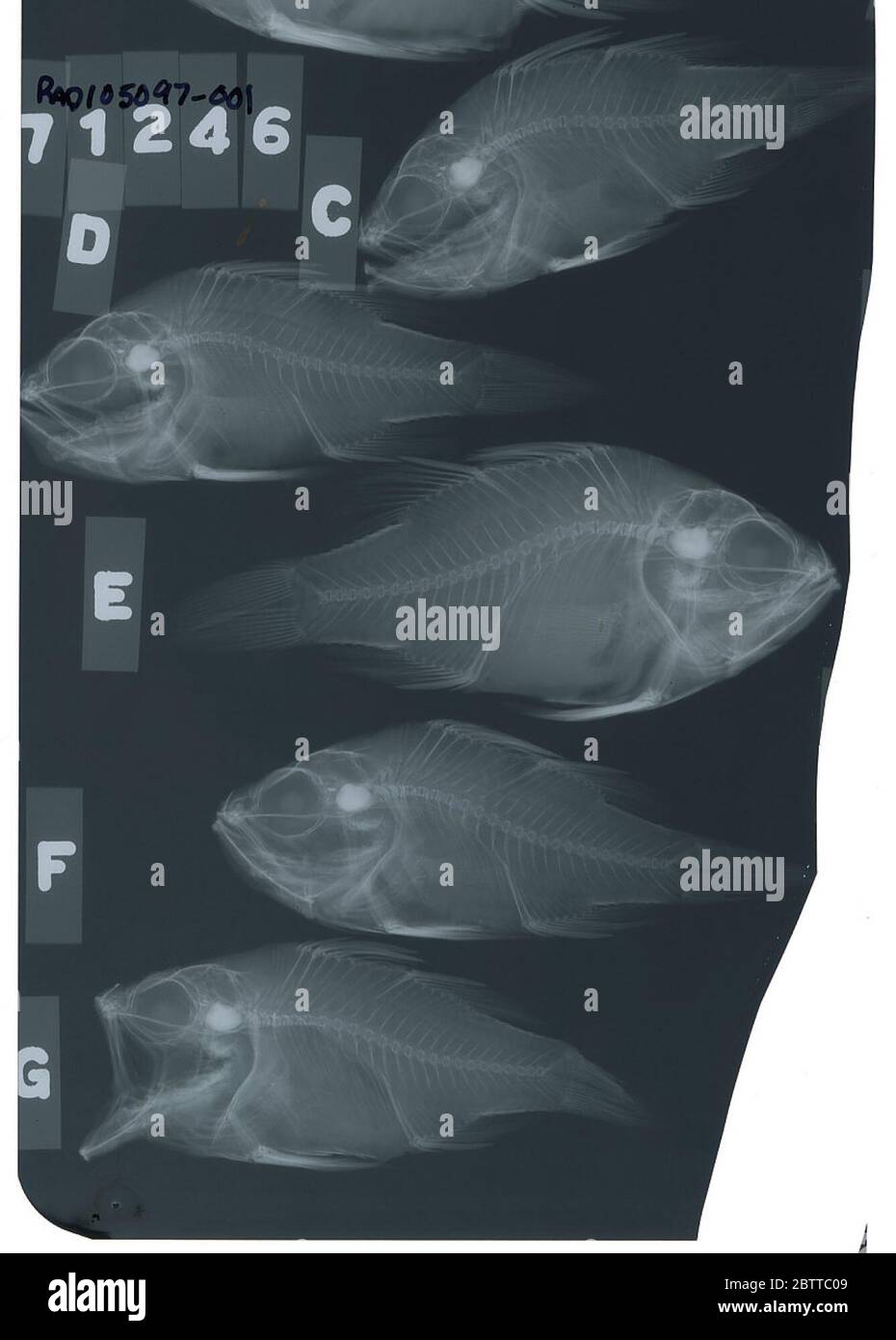 Taeniatus hi-res stock photography and images - Alamy