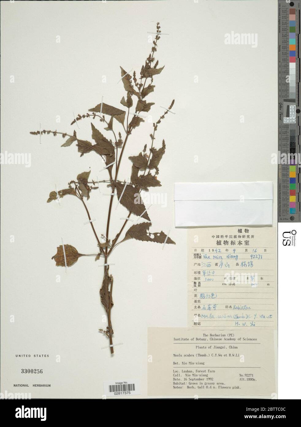 Mosla hi-res stock photography and images - Alamy