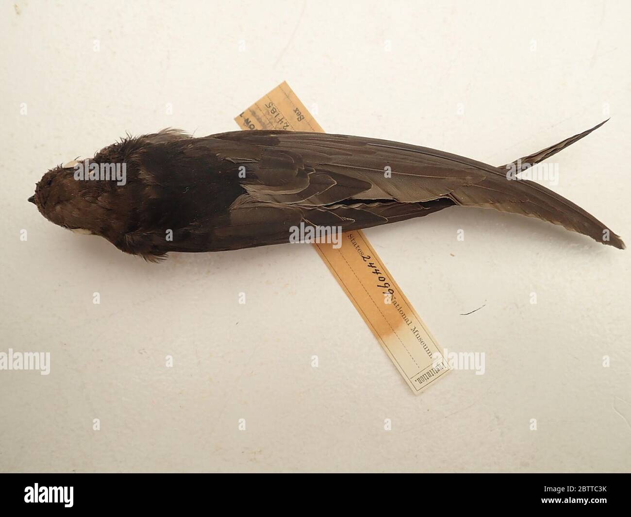 Apus horus hi-res stock photography and images - Alamy