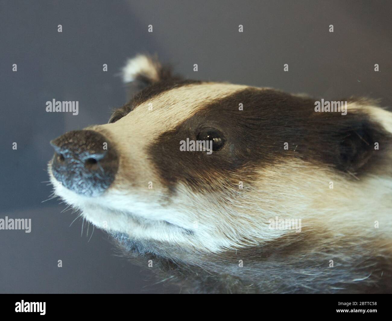 Angry badger uk hi-res stock photography and images - Alamy
