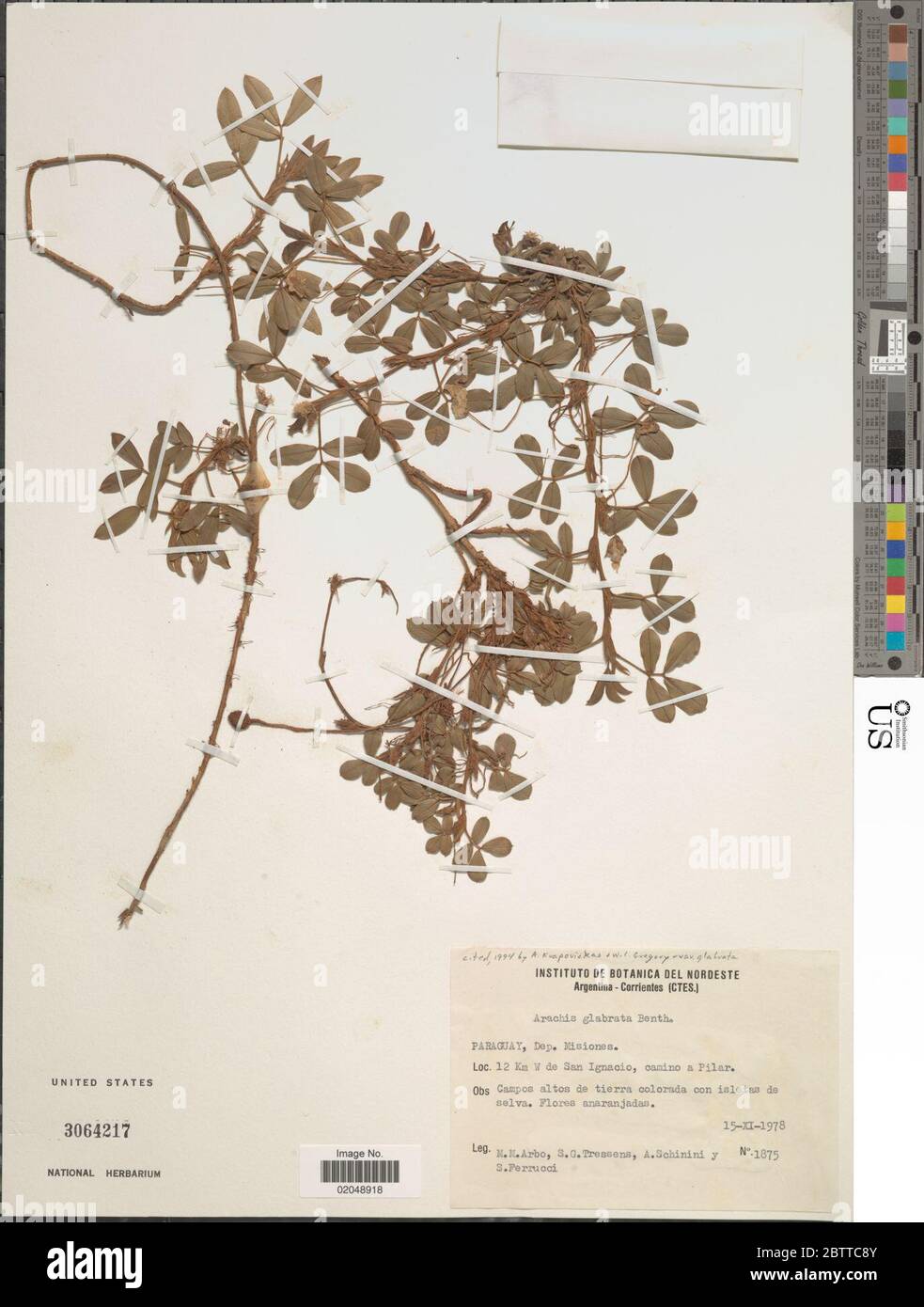 Arachis species hi-res stock photography and images - Alamy