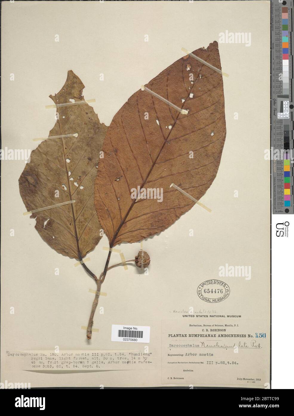 Nauclea orientalis L L Stock Photo - Alamy