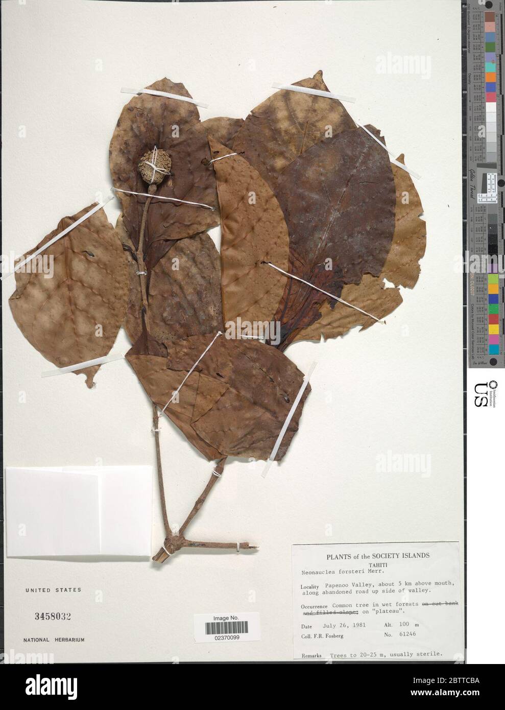 Neonauclea forsteri Seem Merr Stock Photo - Alamy