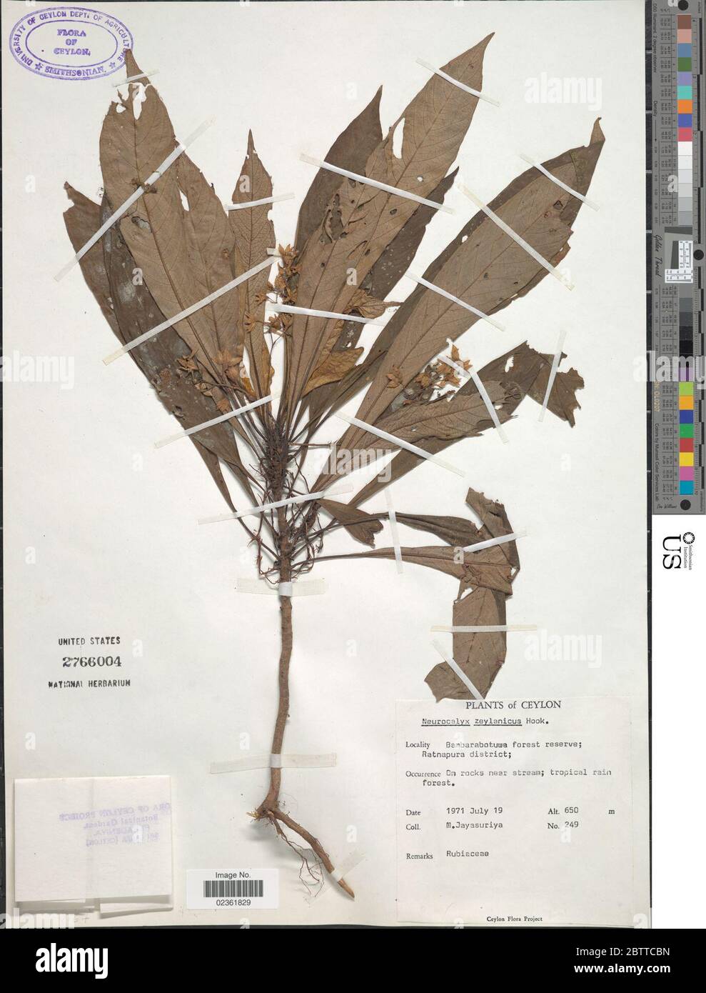 Neurocalyx zeylanicus Hook Stock Photo - Alamy