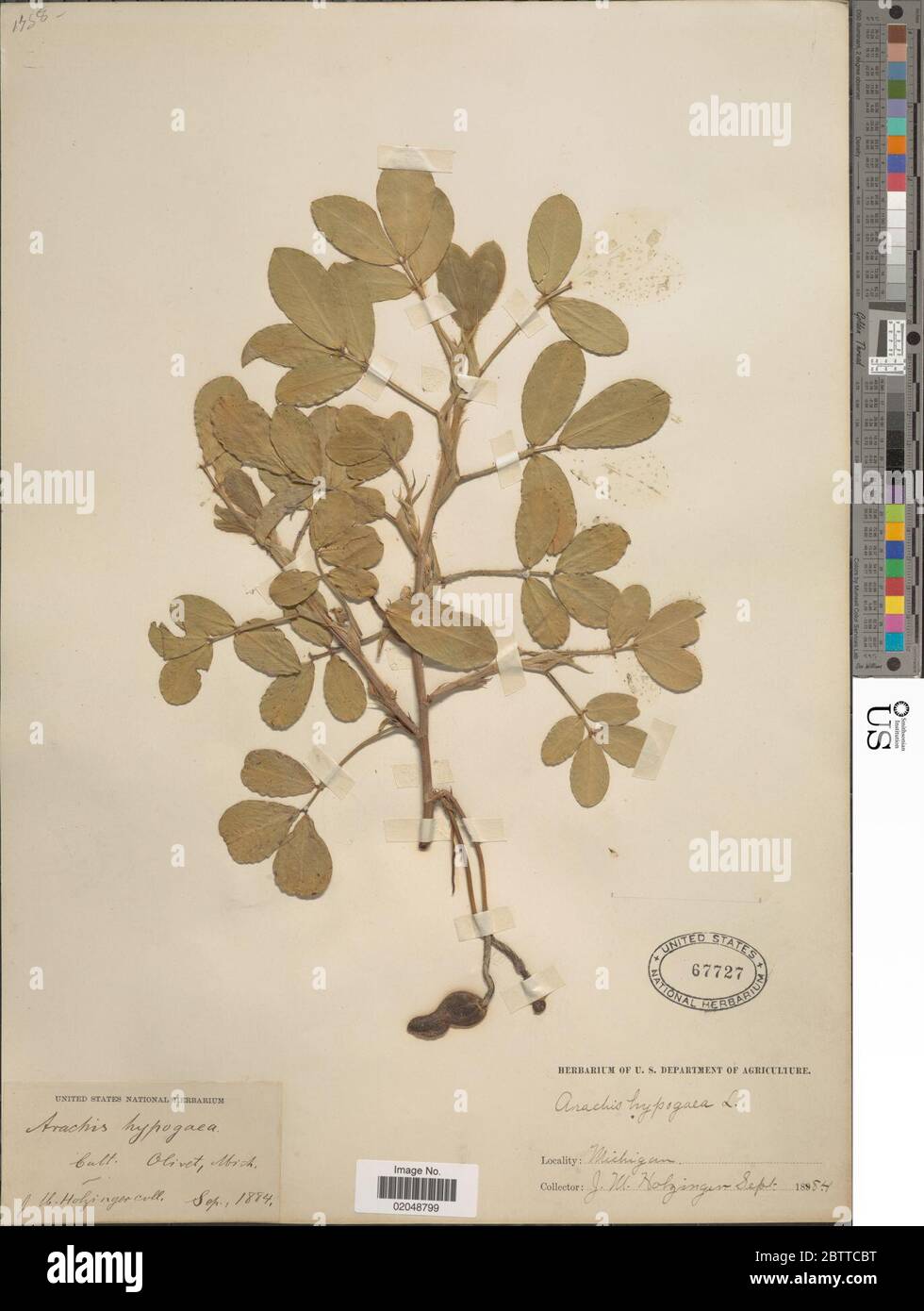 Arachis species hi-res stock photography and images - Alamy