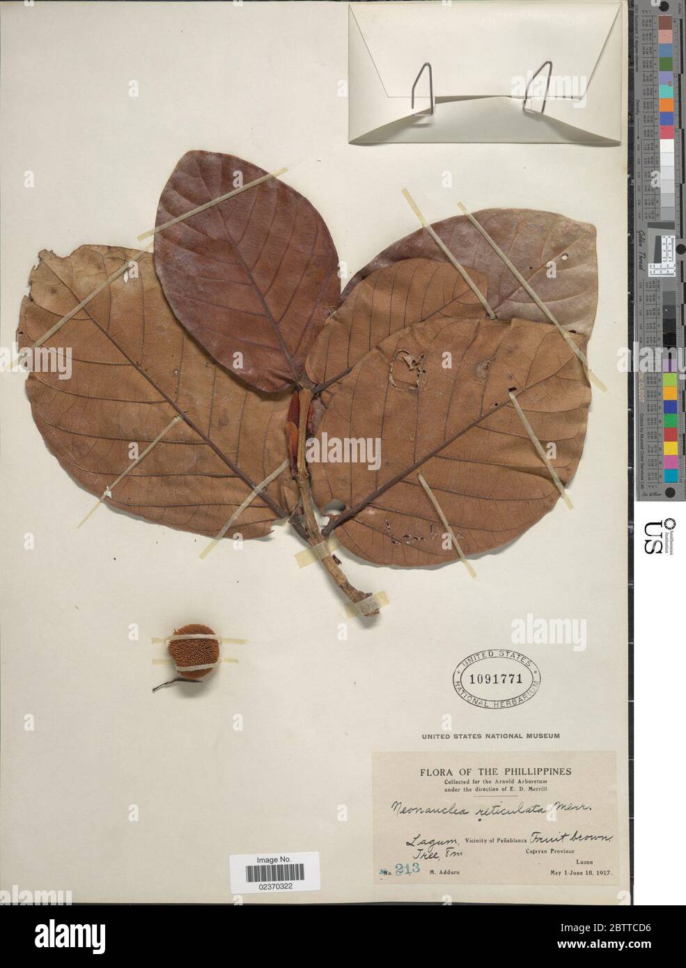 Neonauclea reticulata Havil Merr Stock Photo - Alamy