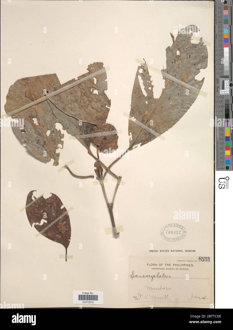 Nauclea hi-res stock photography and images - Alamy