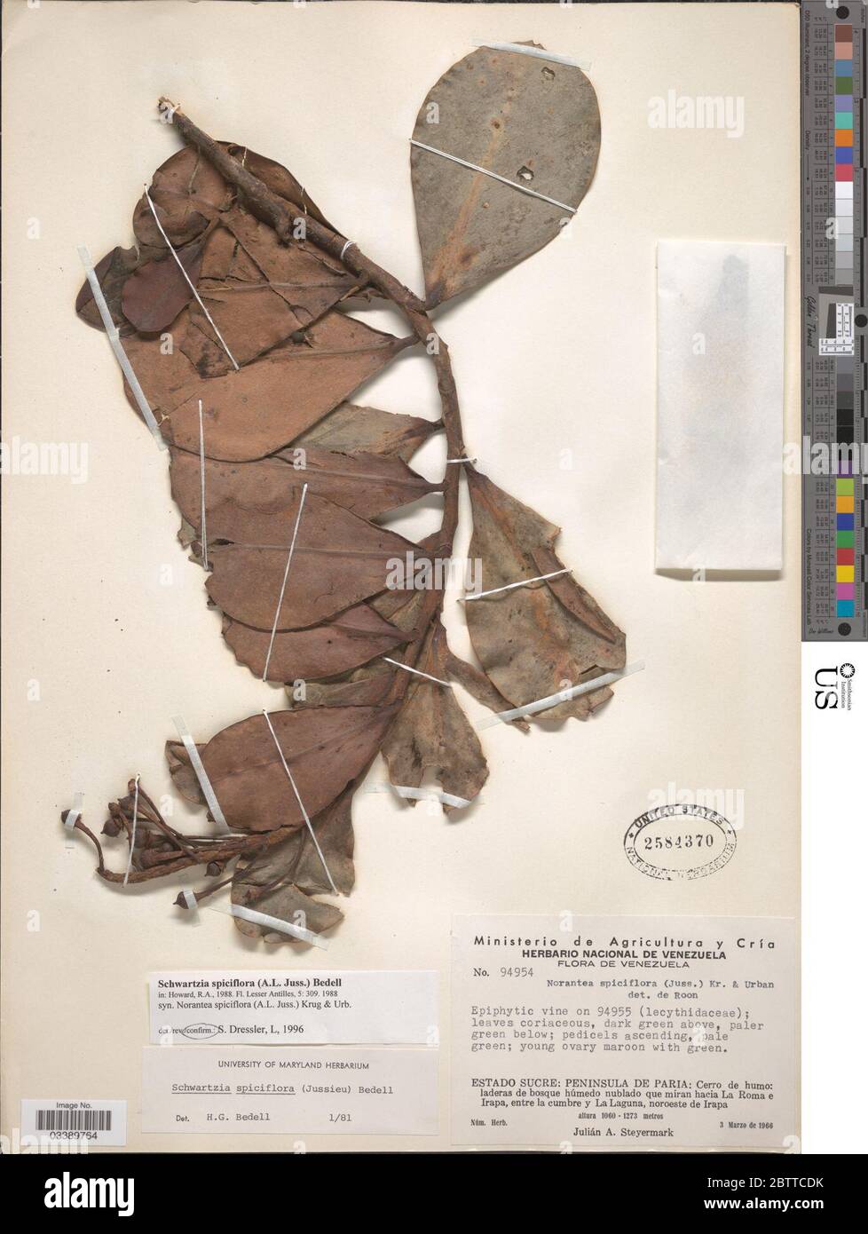 Norantea spiciflora Juss Krug Urb Stock Photo - Alamy