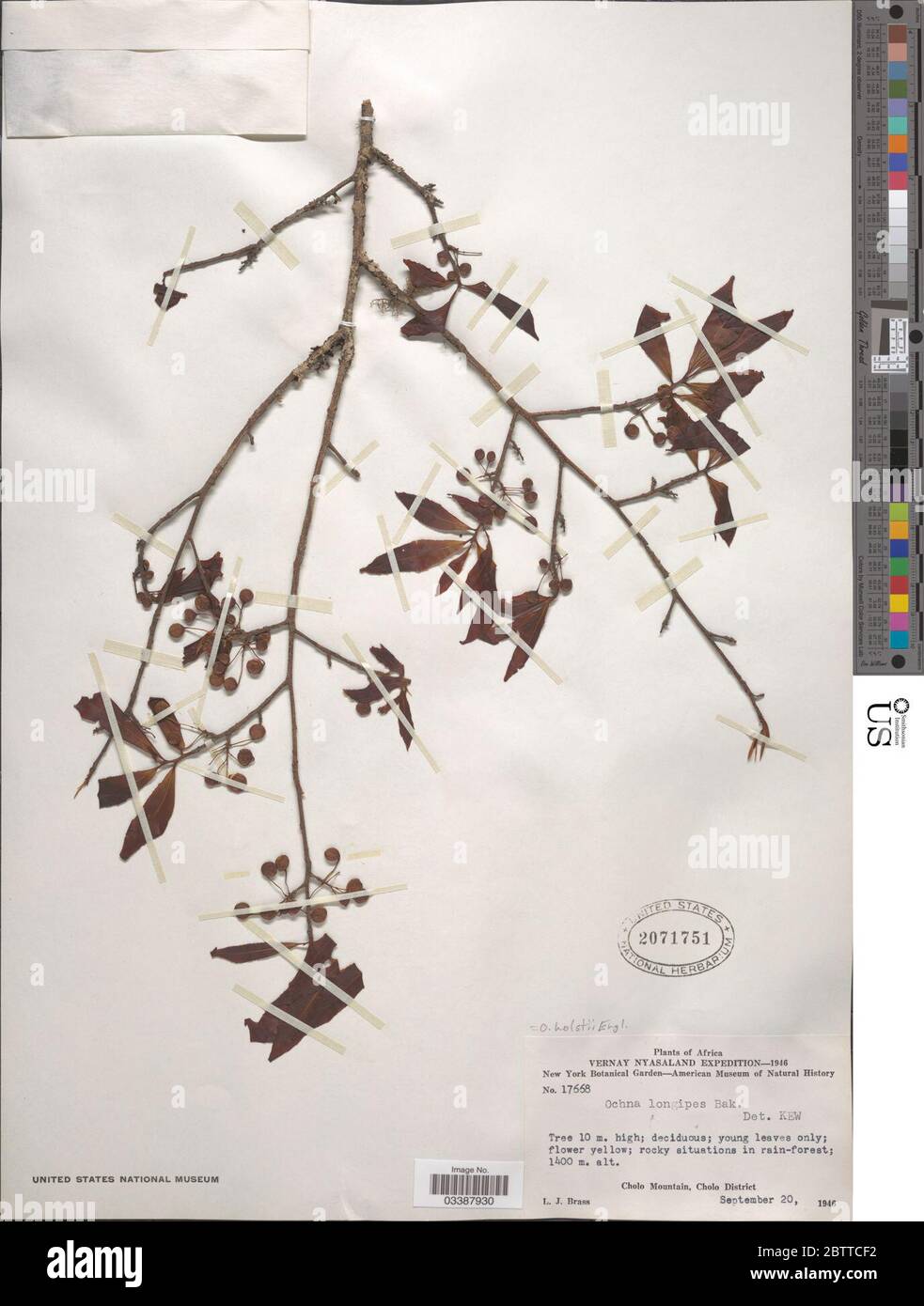 Ochna holstii hi-res stock photography and images - Alamy