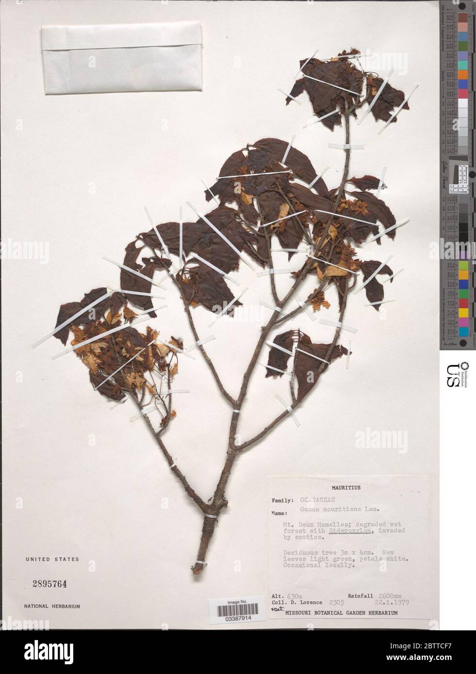 Ochna mauritiana hi-res stock photography and images - Alamy