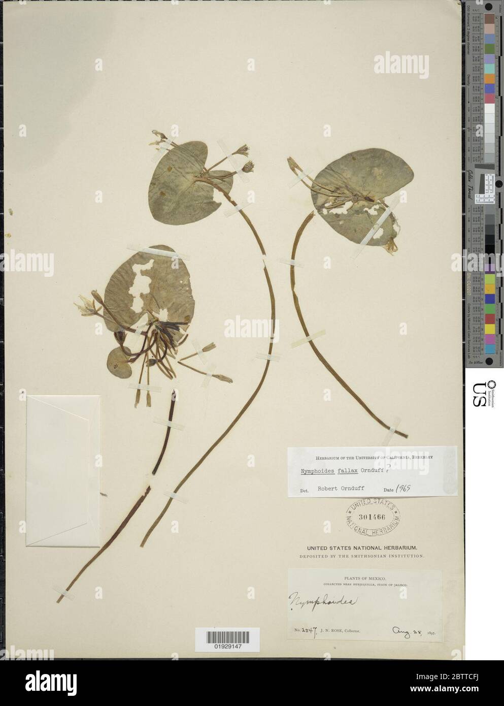 Nymphoides fallax Ornduff Stock Photo - Alamy
